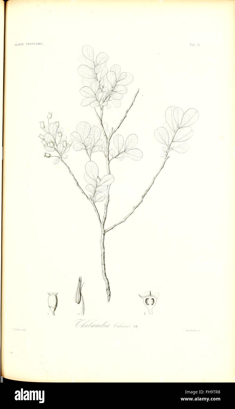 A detailed pictorial work describing the plants of Cuba, featuring ...