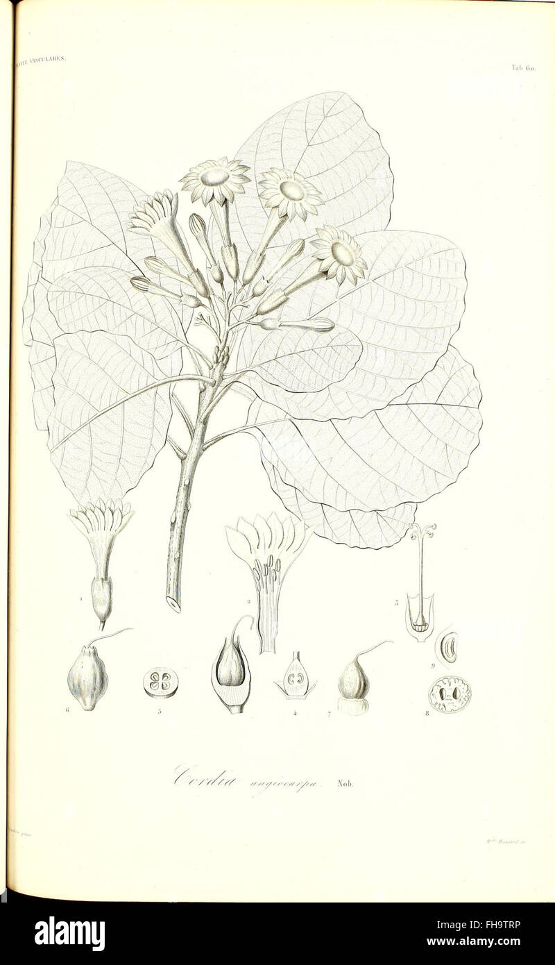 A botanical work illustrating the plant species of Cuba, showcasing the ...