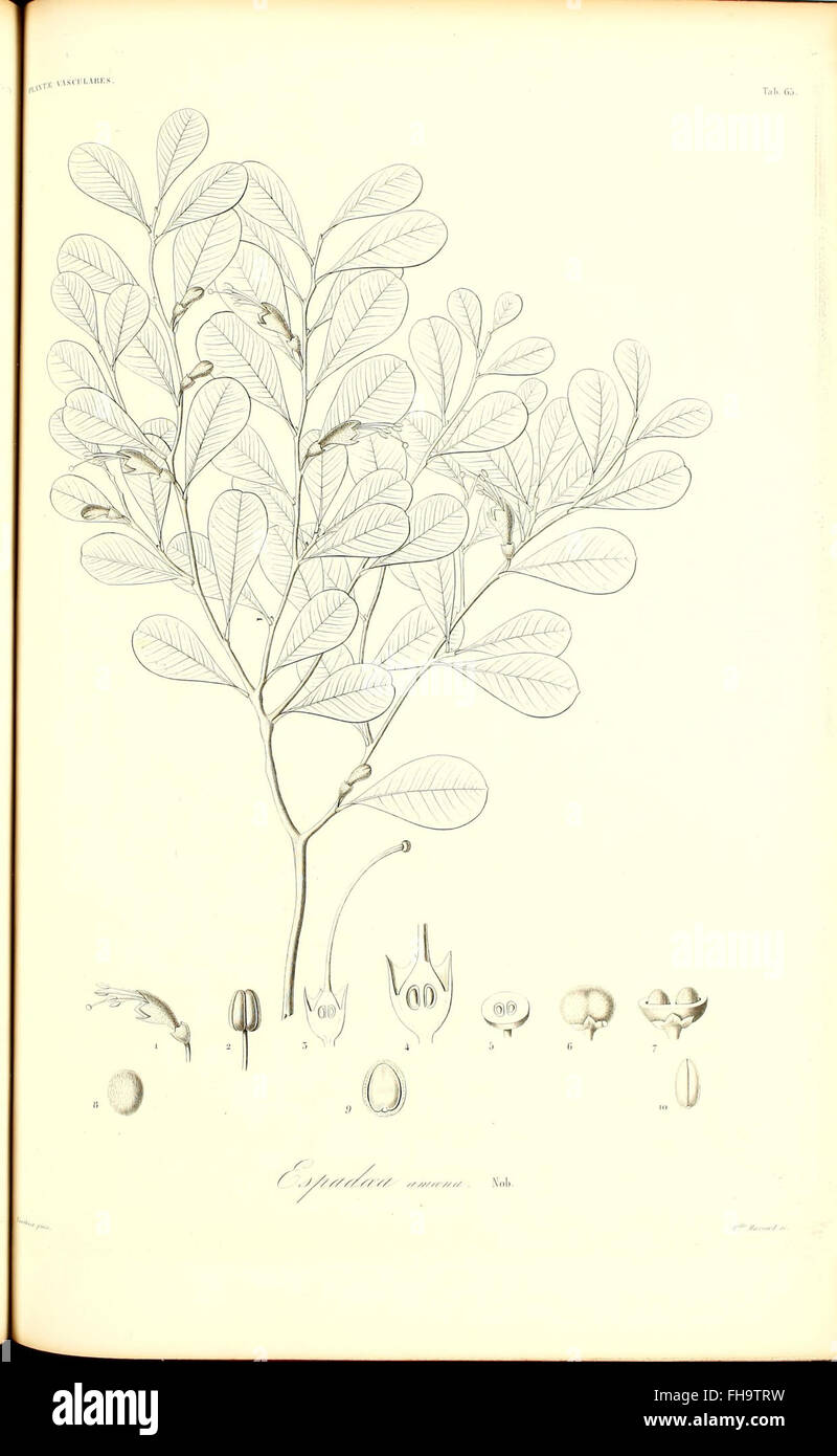 An illustrated botanical work showcasing the plants of Cuba, with ...