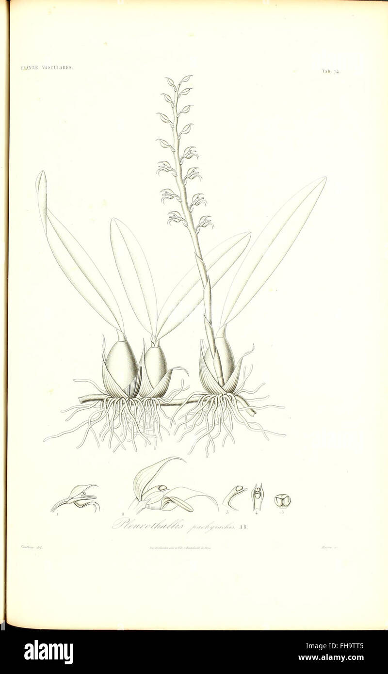Icones Plantarum in Flora Cubana Descriptarum, Botany, Cuba, Field ...