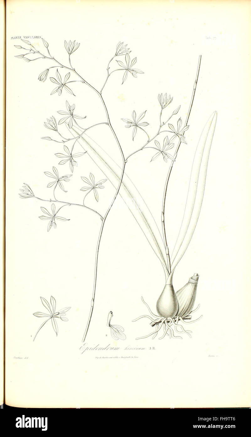 Icones plantarum in flora Cubana descriptarum, Botany Cuba Field Museum ...