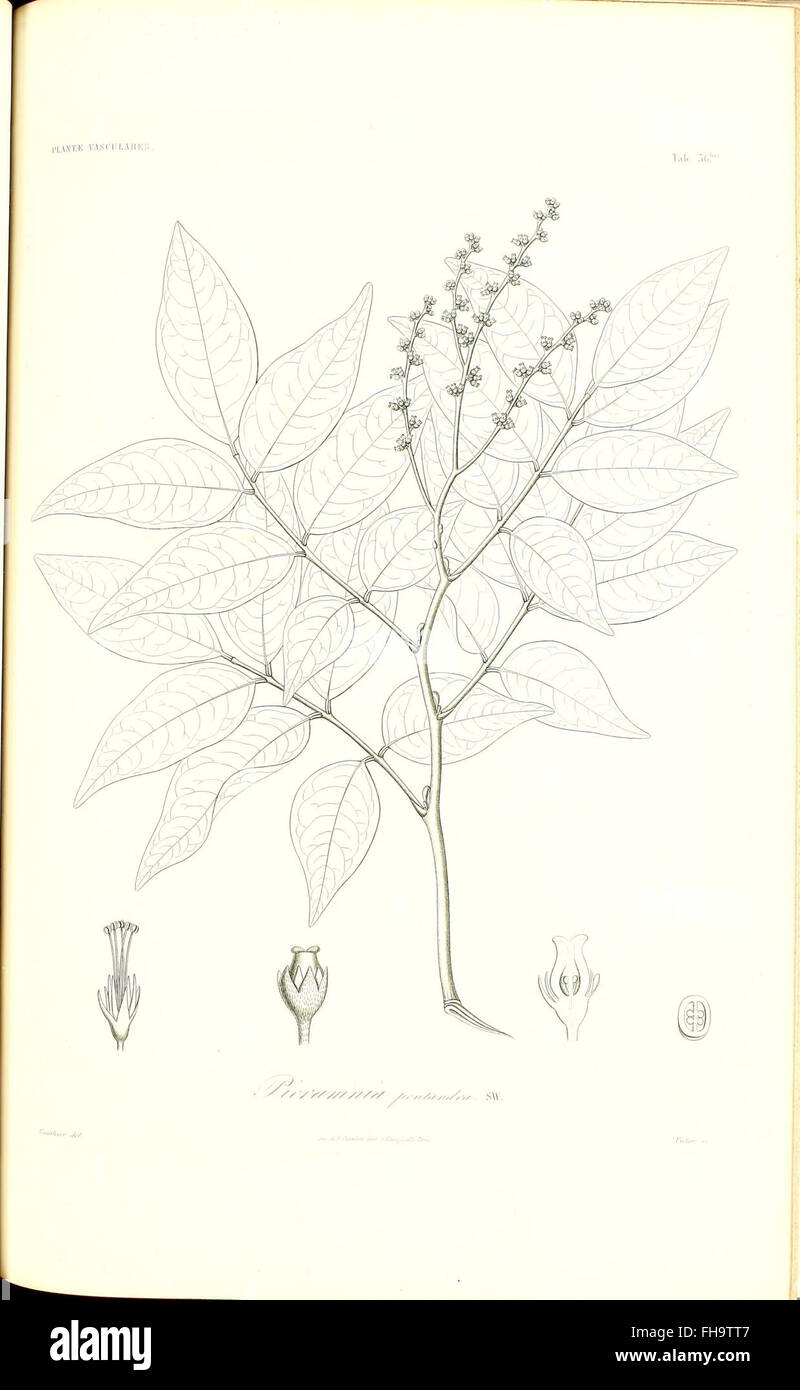 An illustrated botanical work focusing on the plant species of Cuba ...