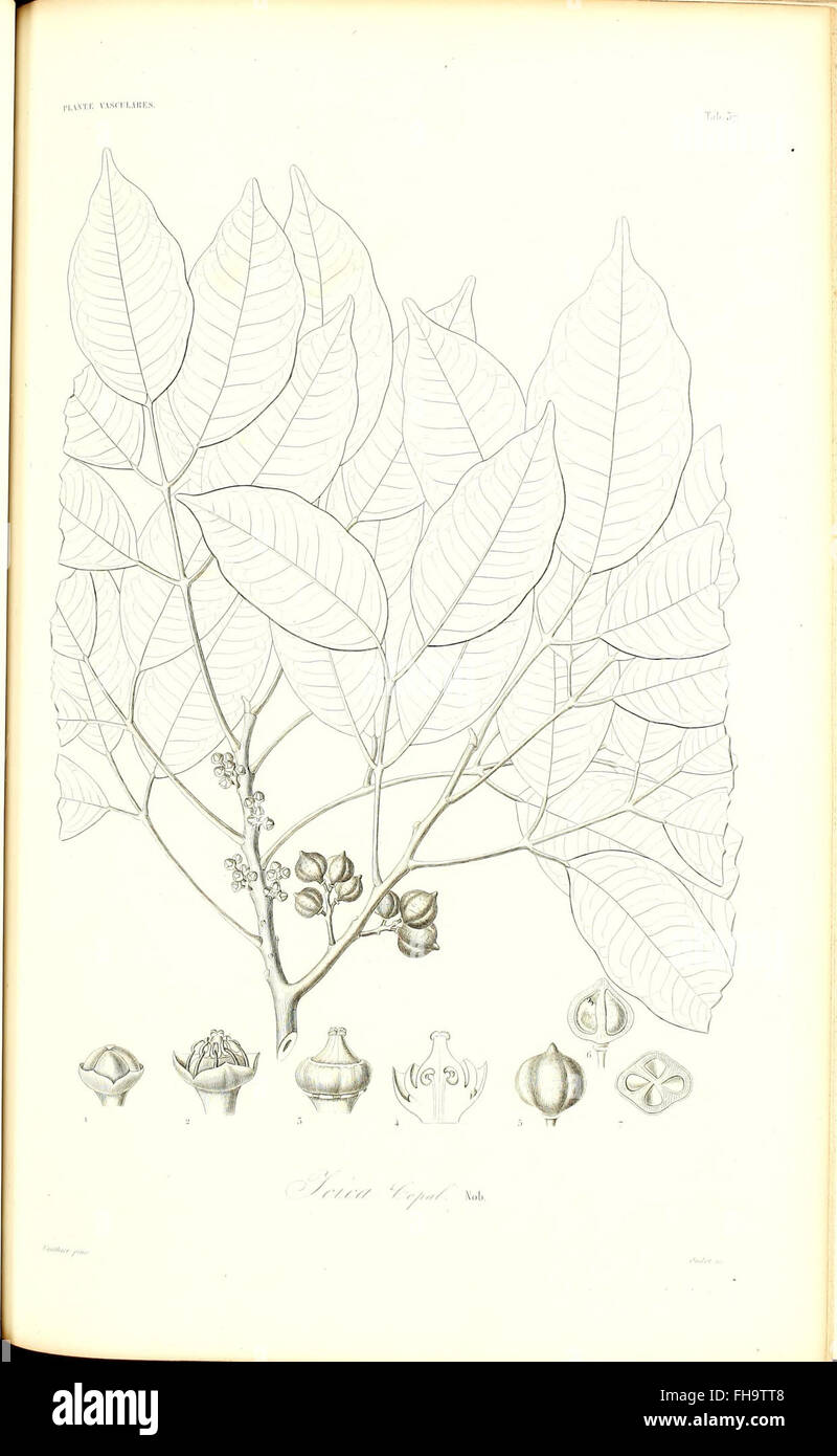 Icones plantarum is a detailed botanical work describing the flora of ...