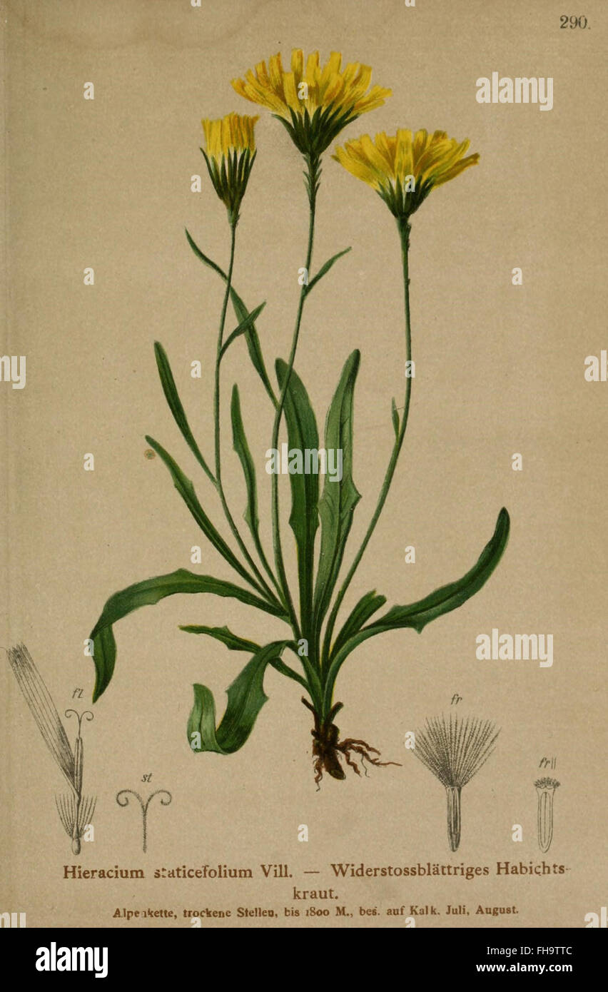 A comprehensive atlas documenting the flora of the Alps, showcasing ...
