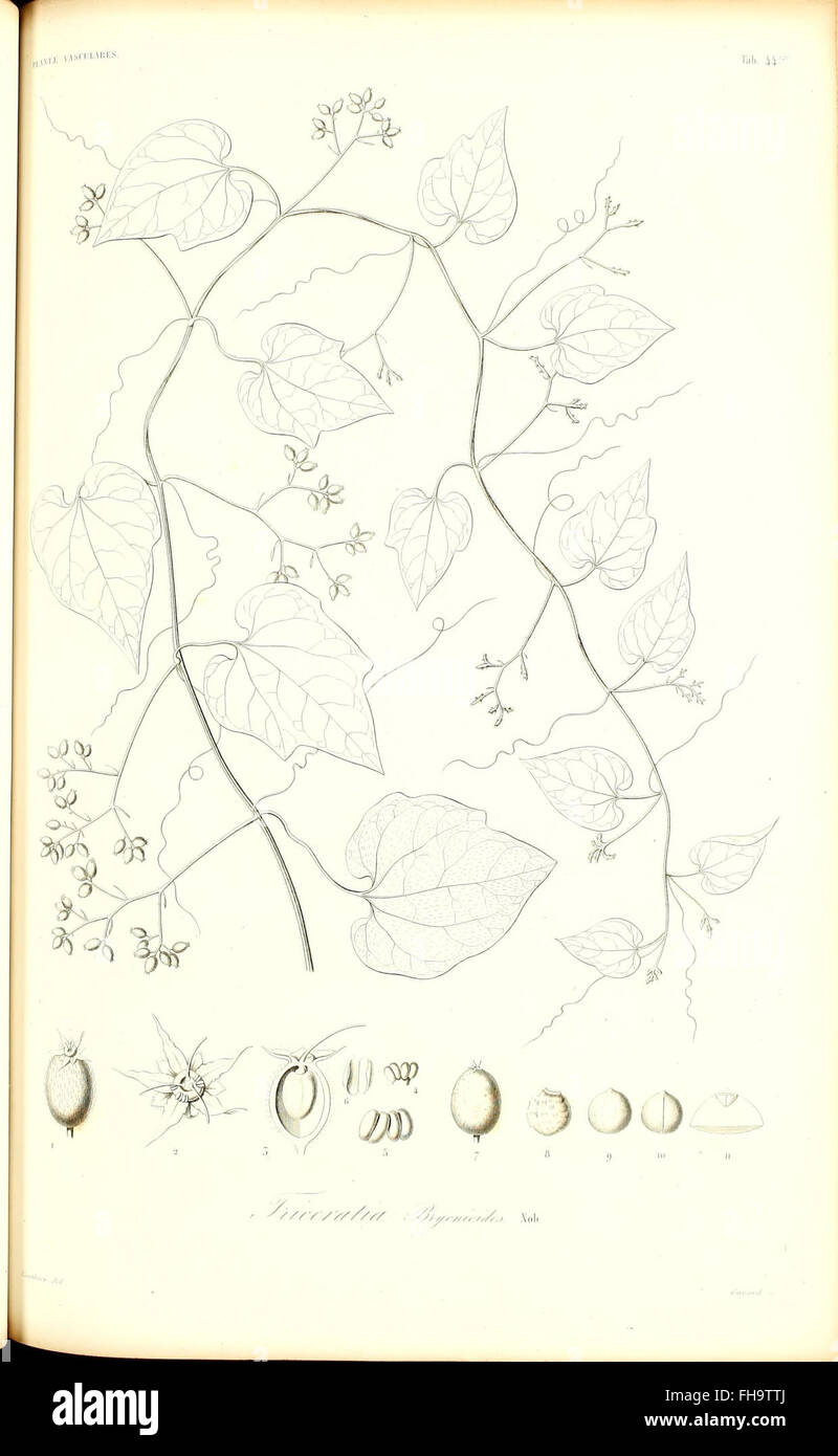 A detailed work showcasing illustrations of plants described in the ...