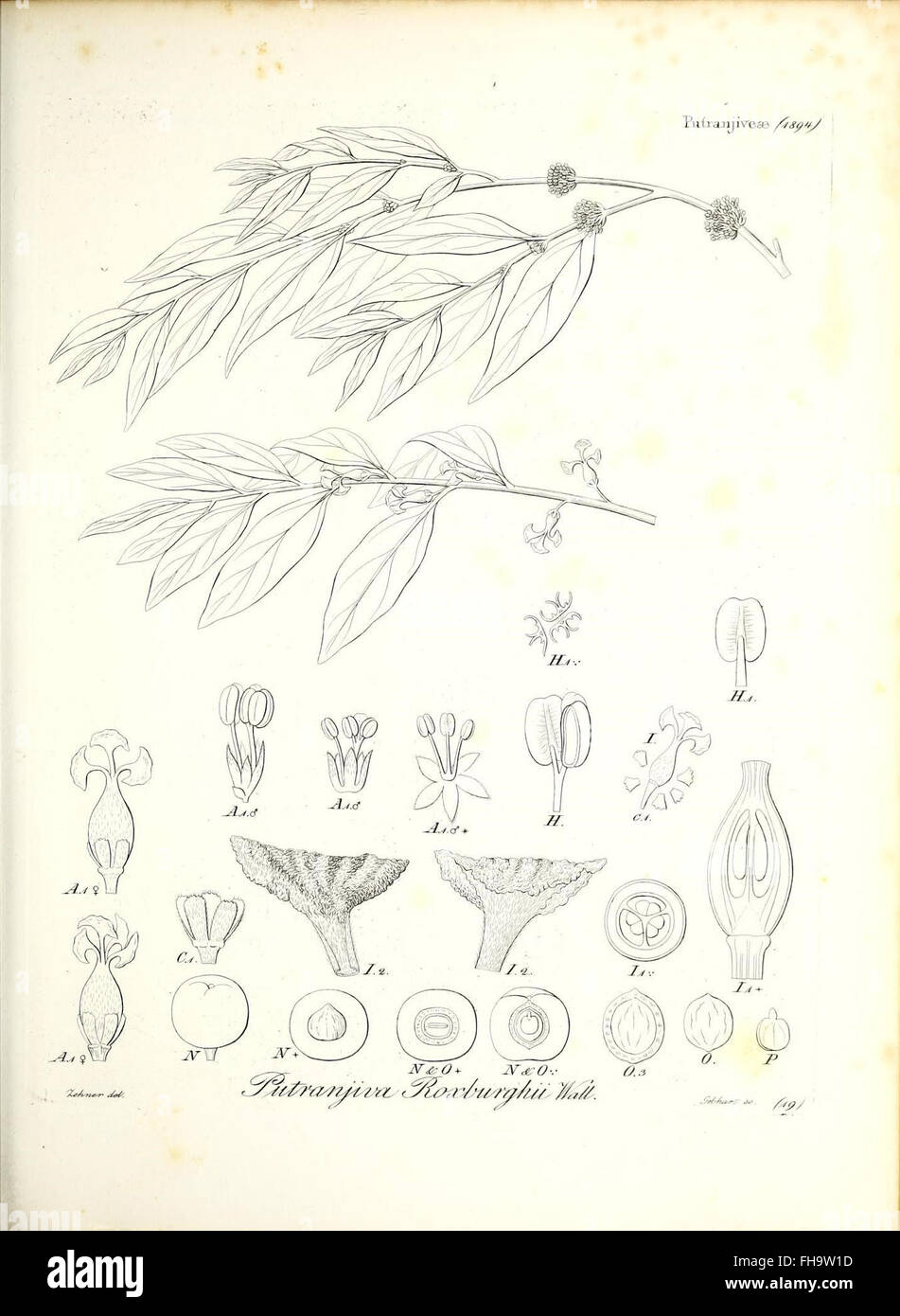 An illustrated botanical reference work featuring detailed images and ...