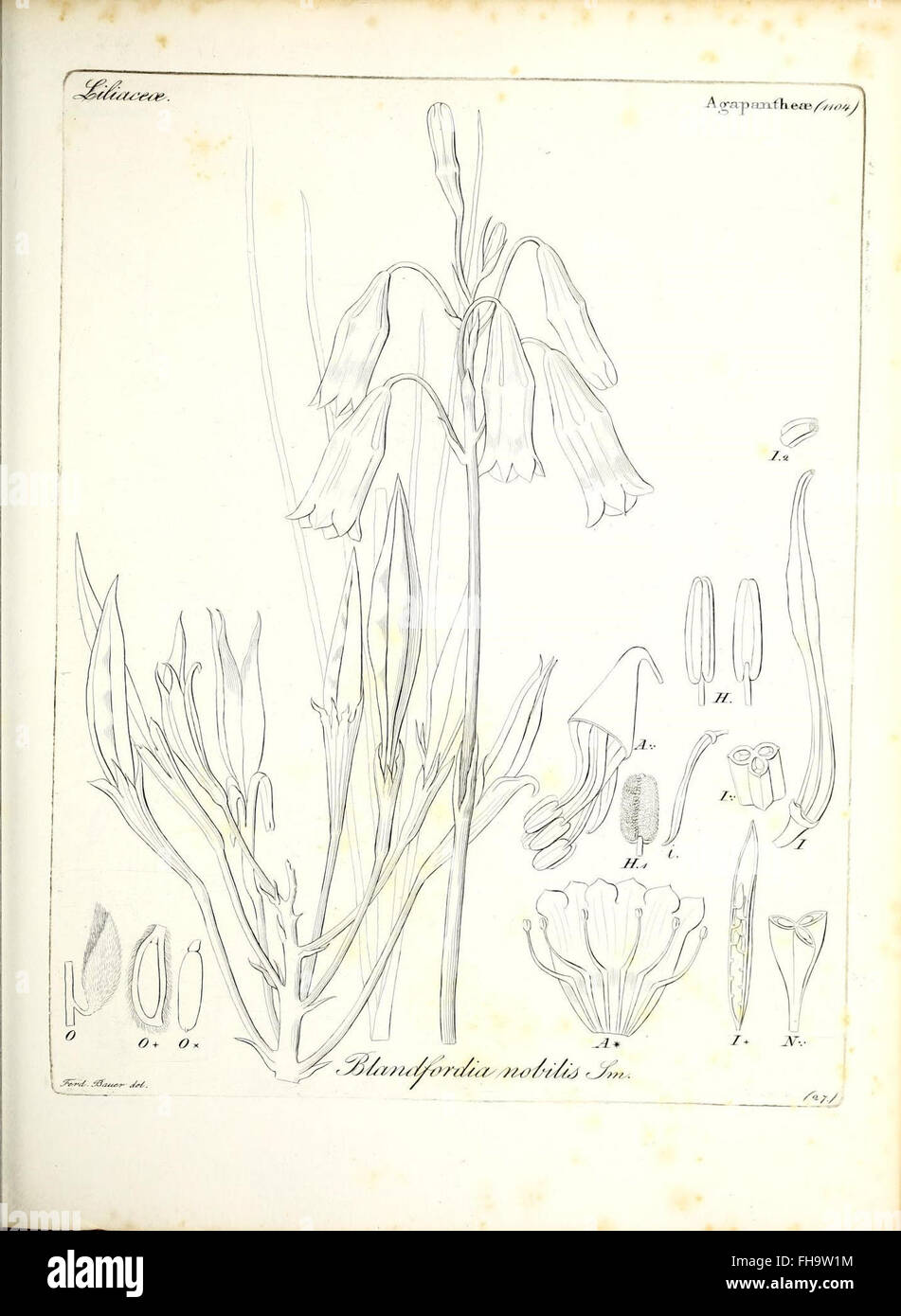 Iconographia generum plantarum, a botanical reference work featuring ...