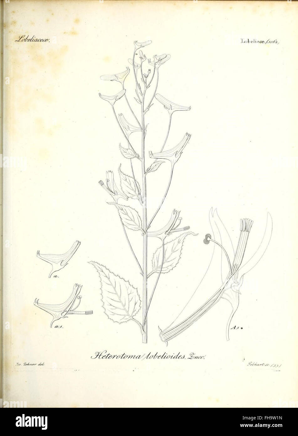 A comprehensive botanical work focusing on the illustrations and ...
