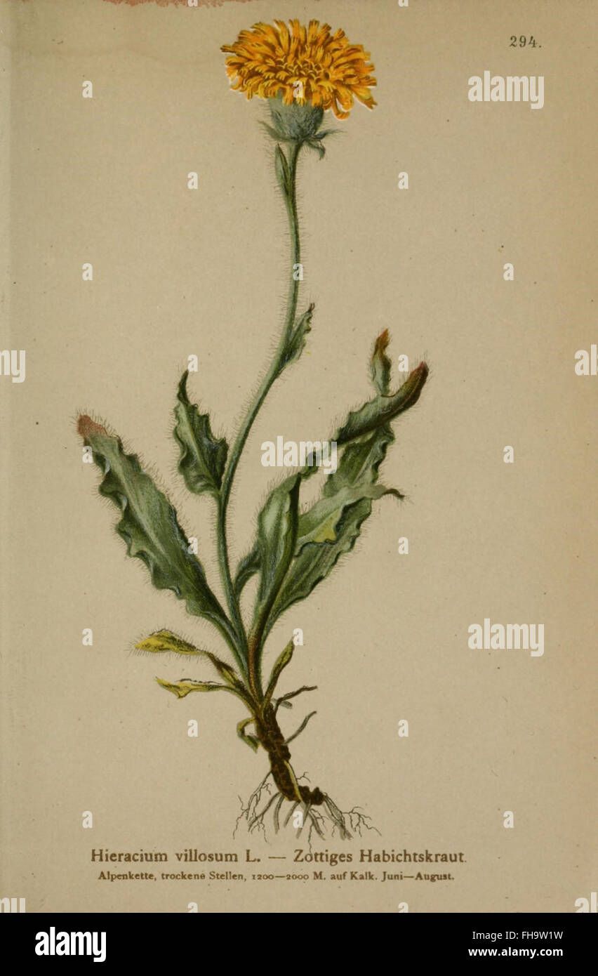 Atlas der Alpenflora, alpine plants, mountain ecosystems, botanical ...