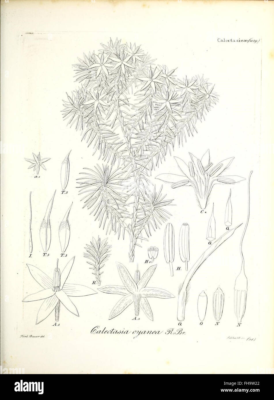 A pictorial work showcasing various plant genera, illustrating the ...