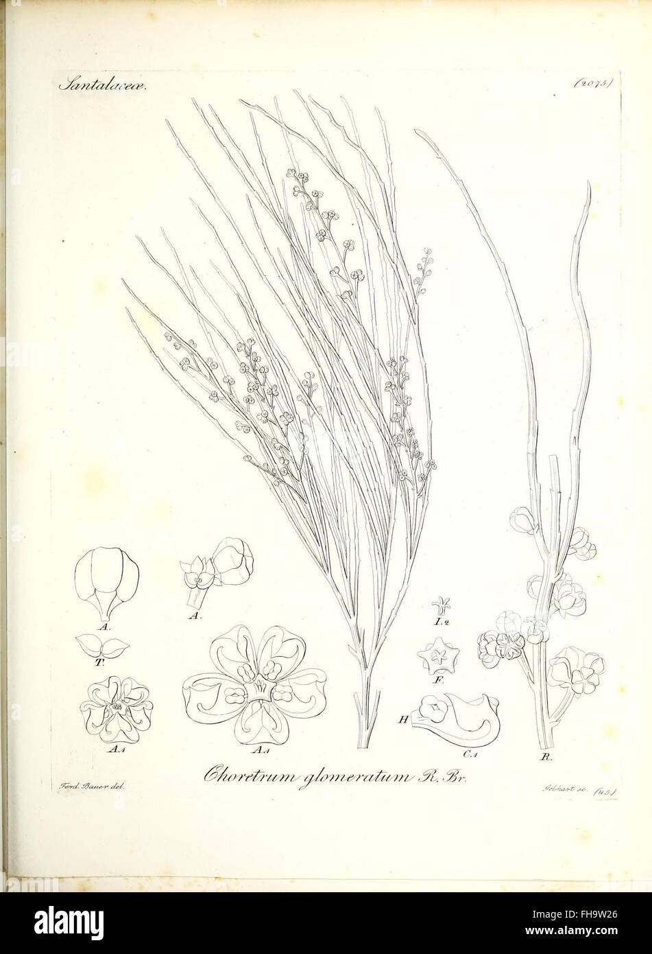 A botanical work featuring detailed illustrations of plant genera ...