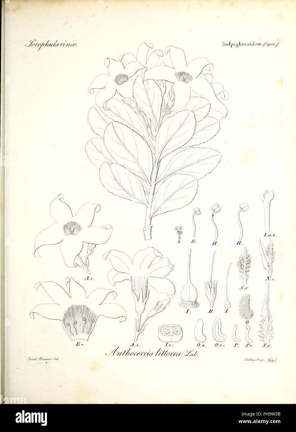 A botanical work illustrating various plant genera, with detailed ...