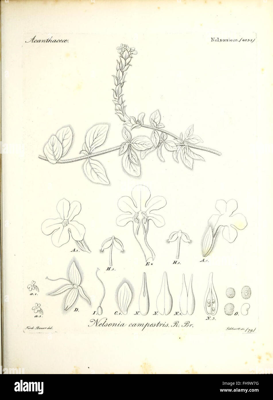 A botanical work featuring detailed illustrations of plant genera ...