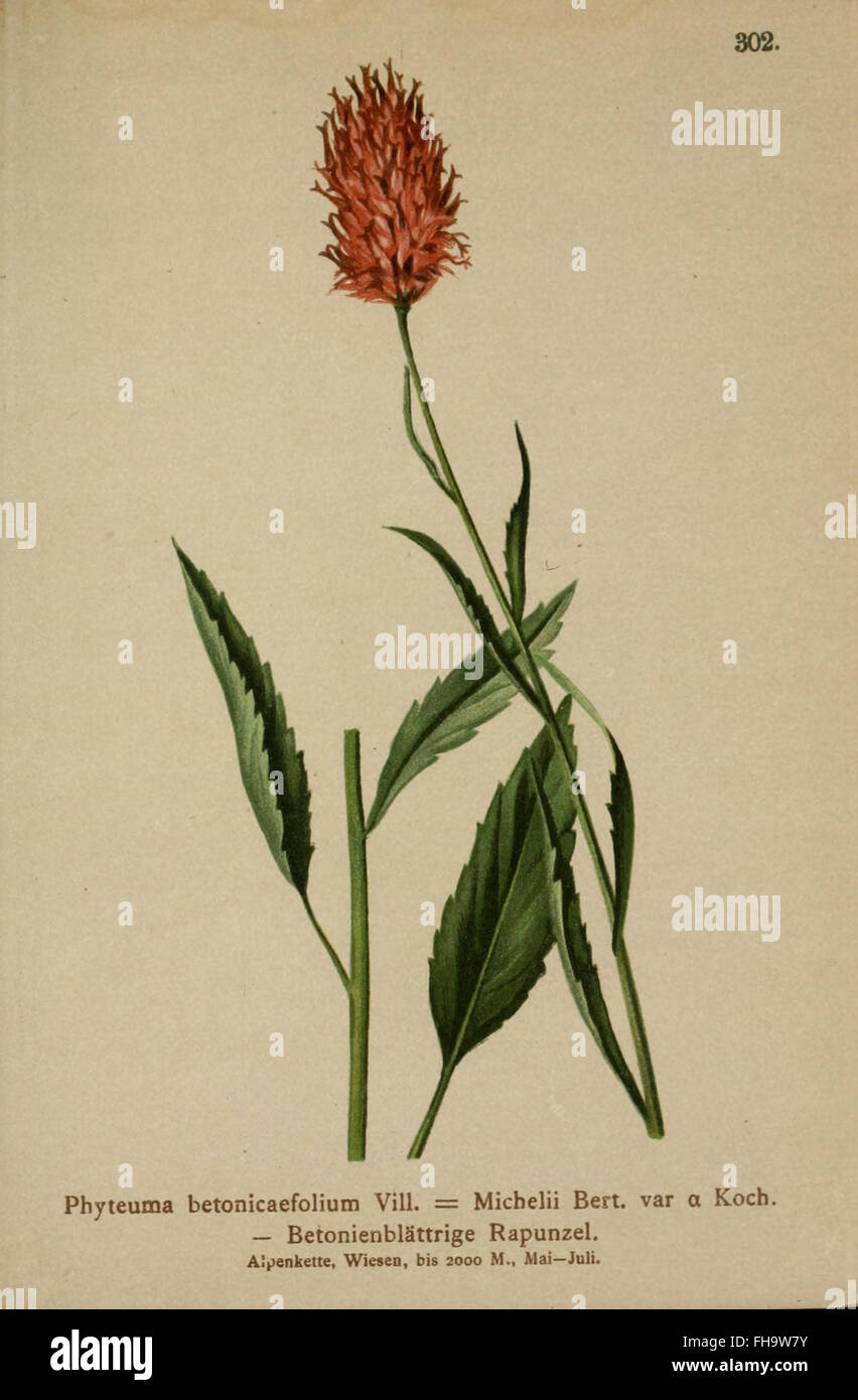 A botanical atlas documenting the diverse flora of the Alps, showcasing ...