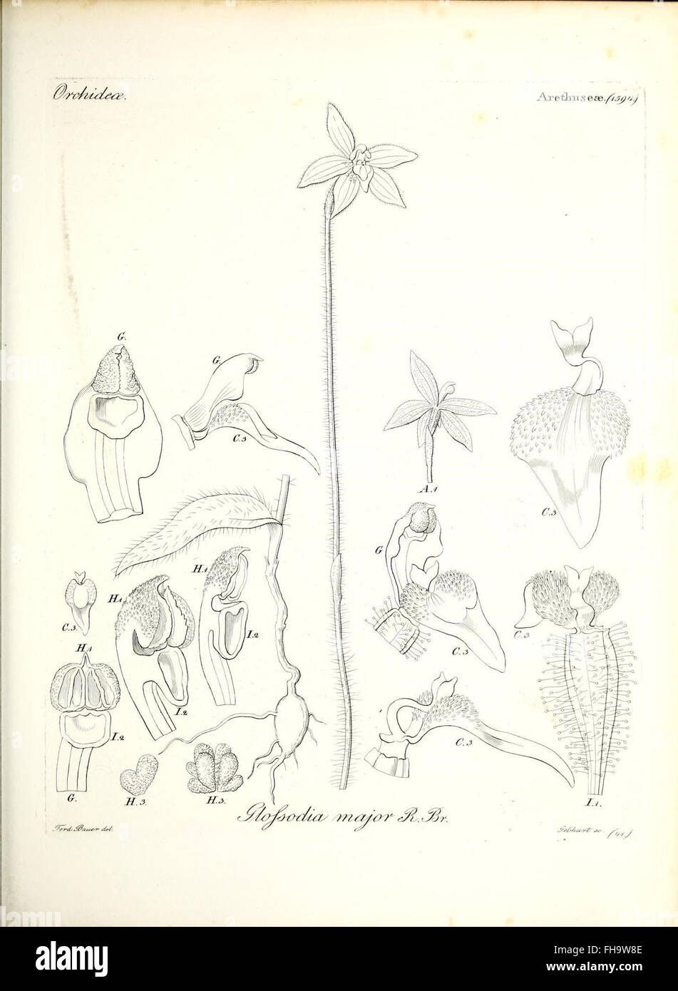 A pictorial work documenting various plant genera, part of the Field ...