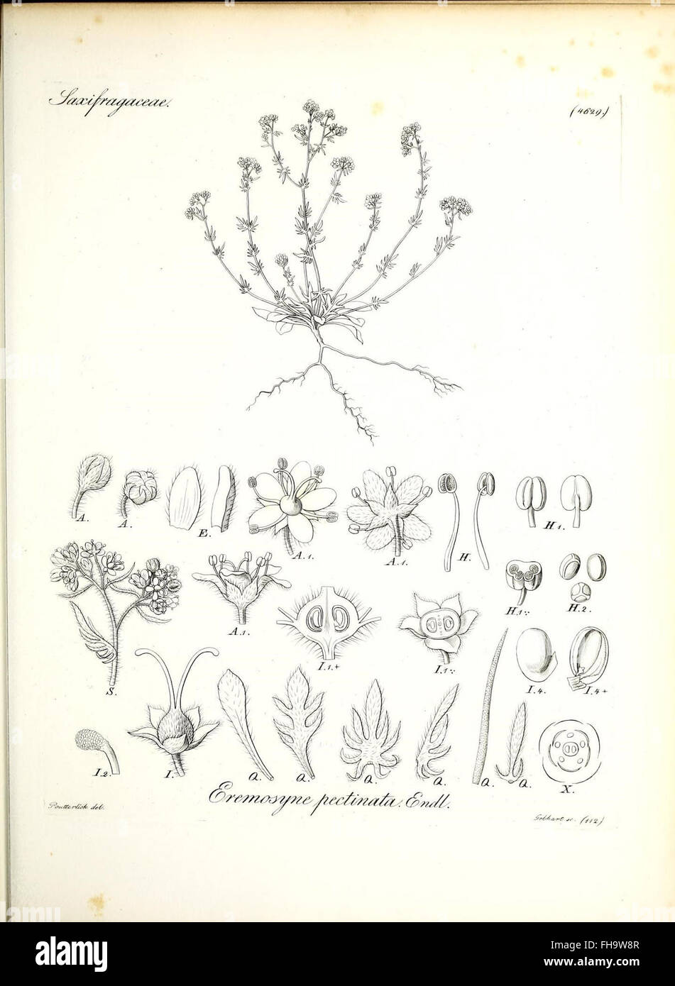 A botanical pictorial work featuring various plant genera, sourced from ...