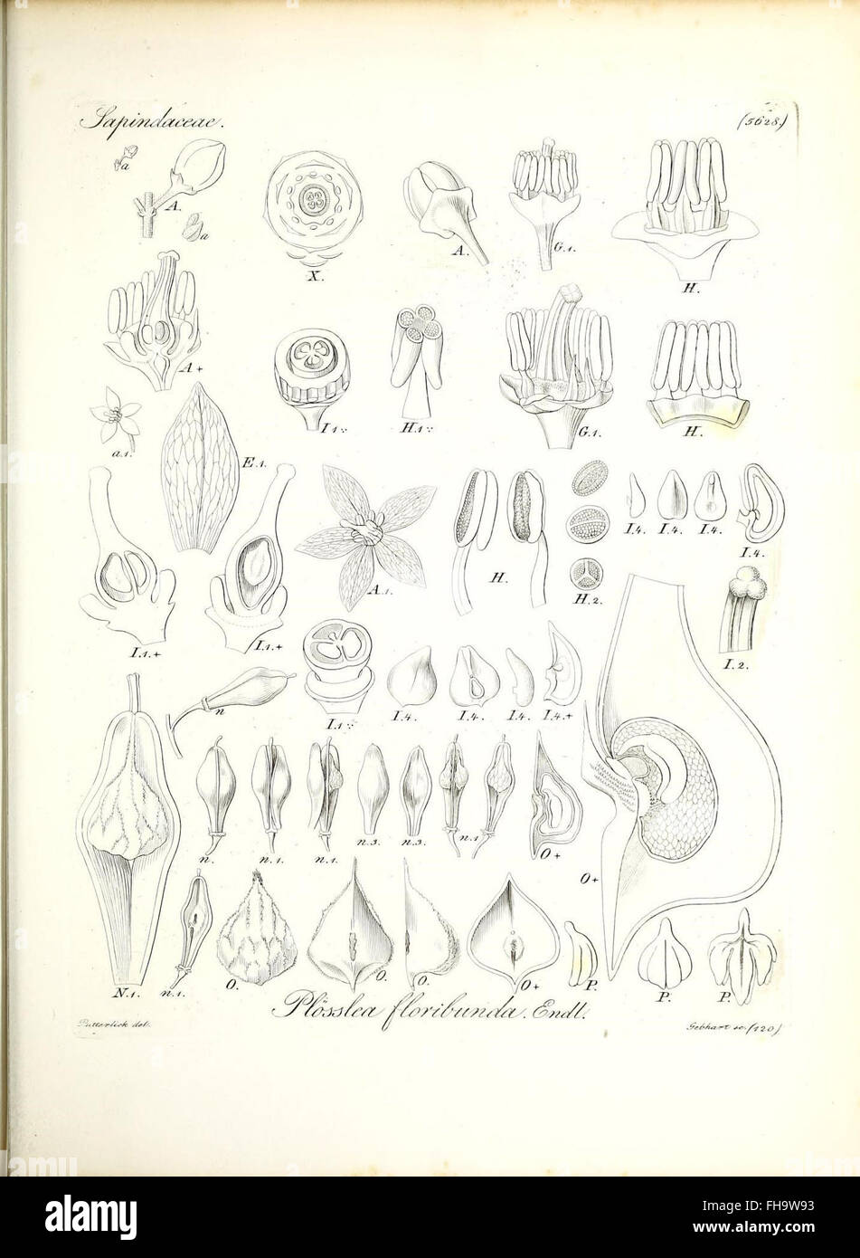 A botanical reference work showcasing various plant genera with ...