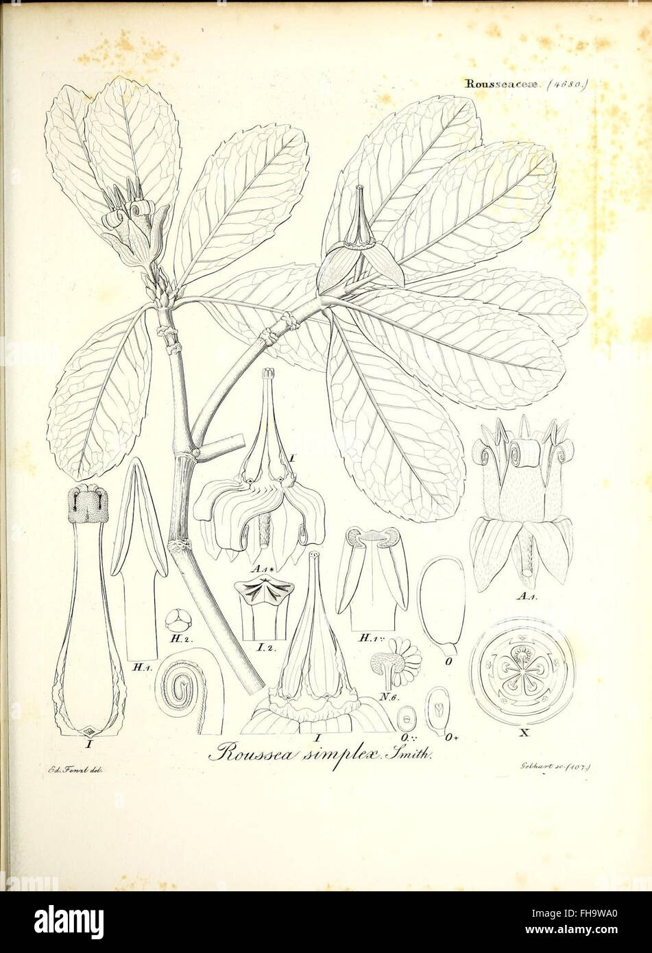 Detailed representations of different plant species hi-res stock ...