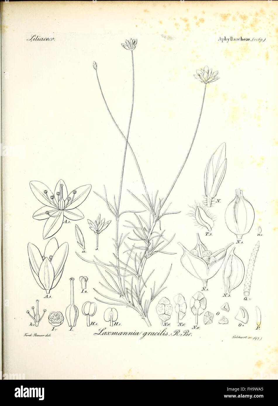 A botanical work documenting the various genera of plants through ...