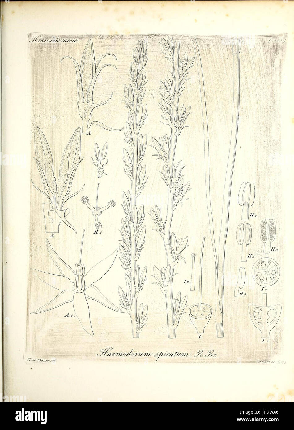 A botanical work featuring illustrations and descriptions of plant ...