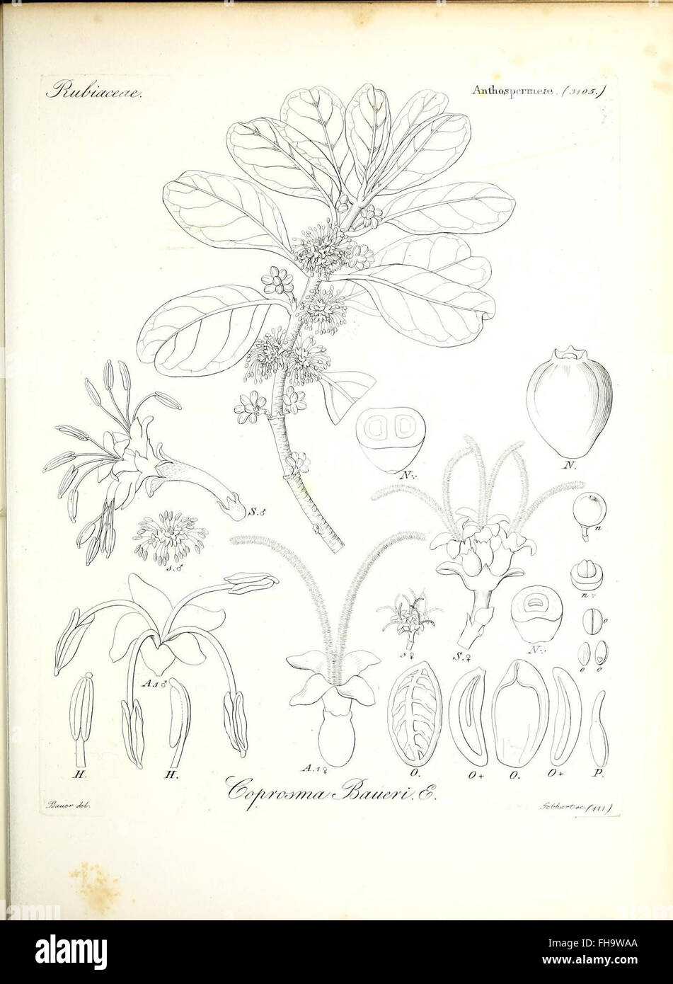An illustrated work on the genera of plants, showcasing various plant ...