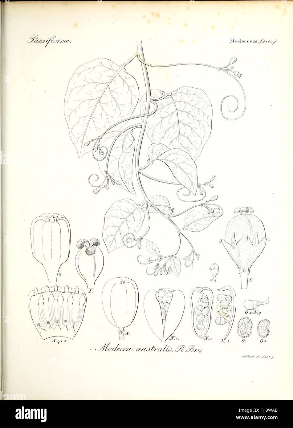 A botanical work focusing on the illustration and description of plant ...