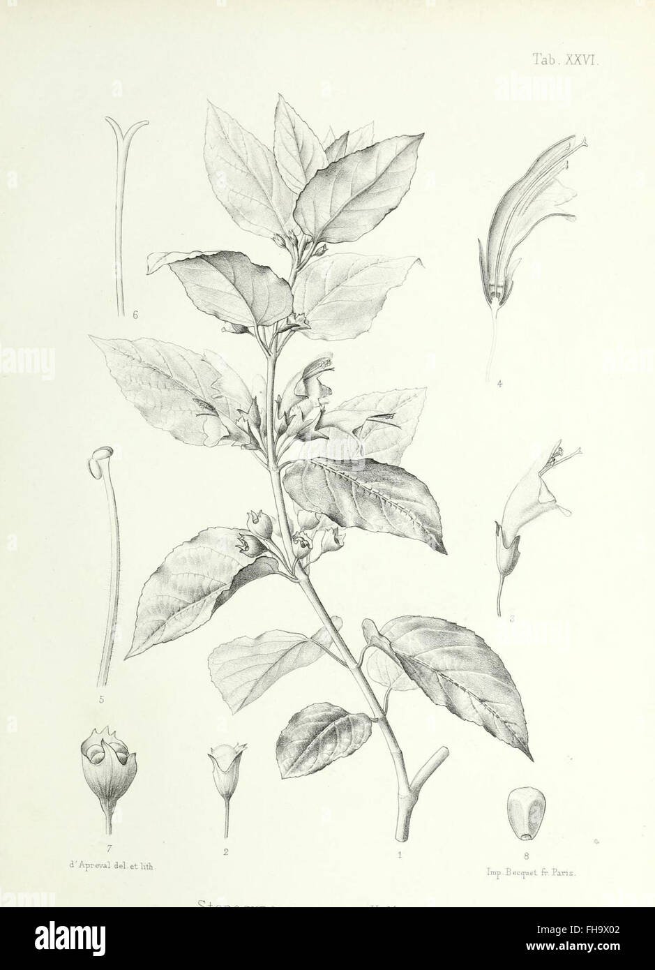 Botanical illustrations of Pacific Ocean islands' flora, presented by ...