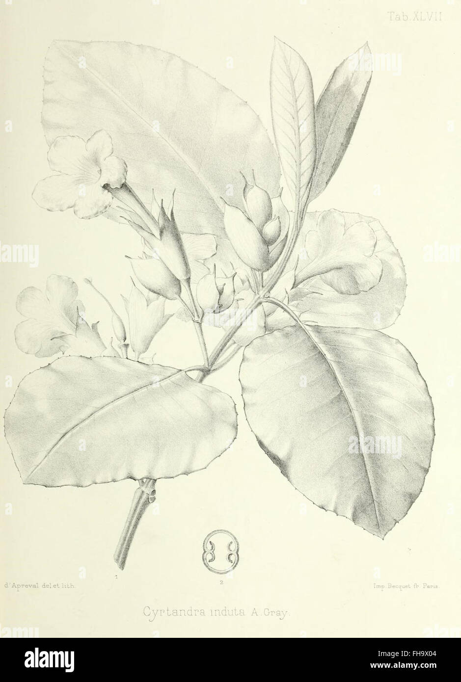 A botanical work illustrating the flora of the Pacific Islands ...