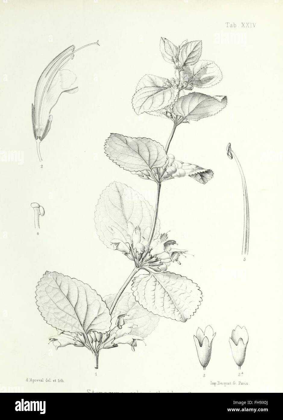 A botanical work illustrating the plants of the Pacific Islands ...
