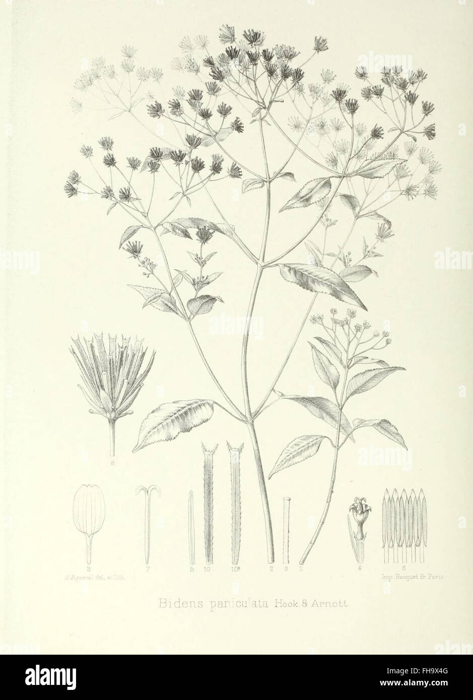 Illustrations of the Flora of the Pacific Islands, Harvard University ...
