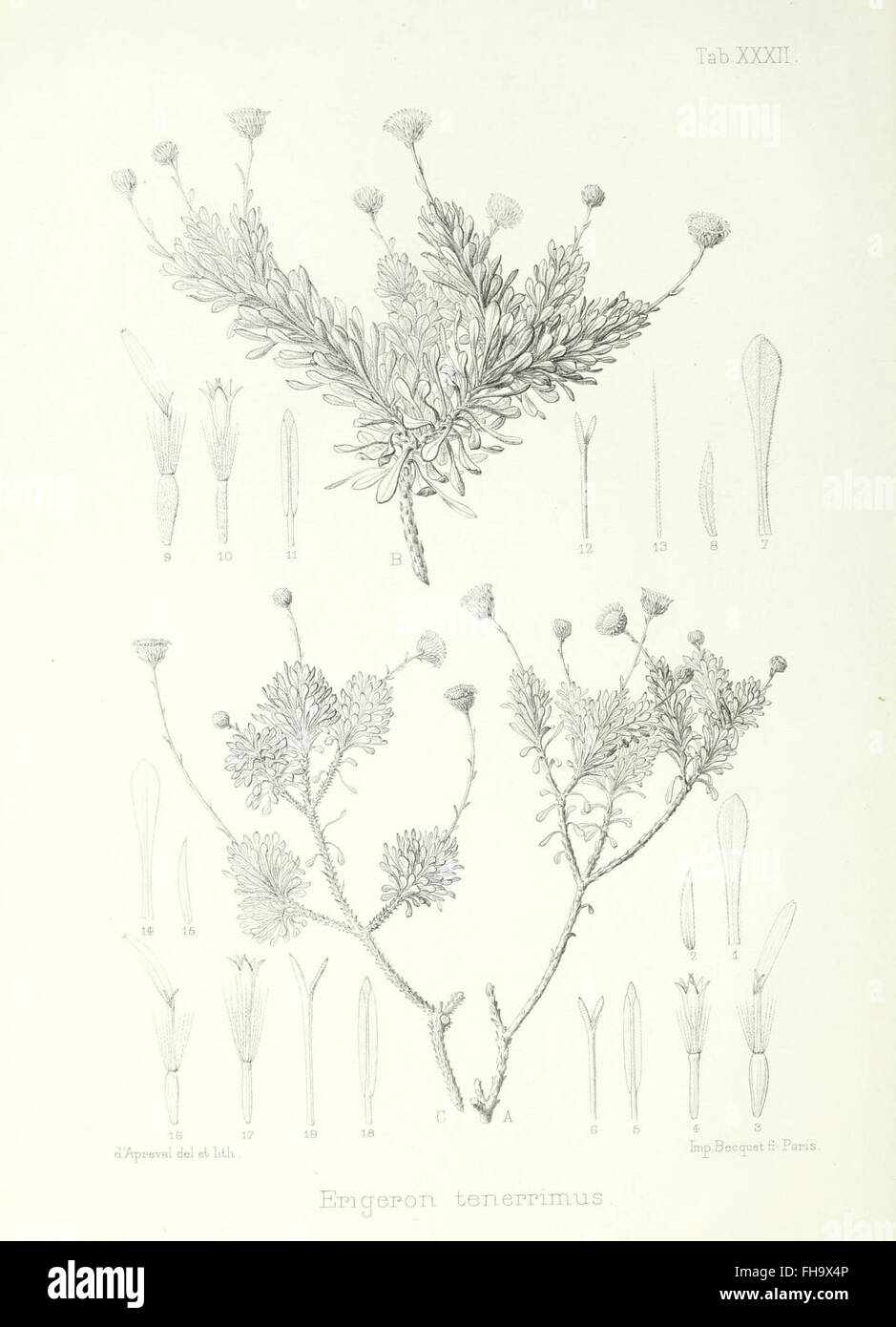 A botanical study featuring illustrations of plant species from Pacific ...