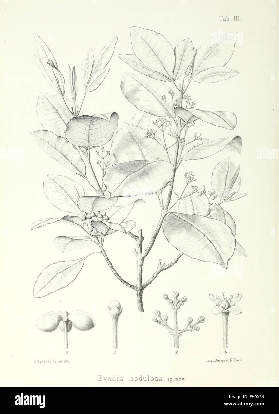 A botanical study of the plants native to the islands of the Pacific ...