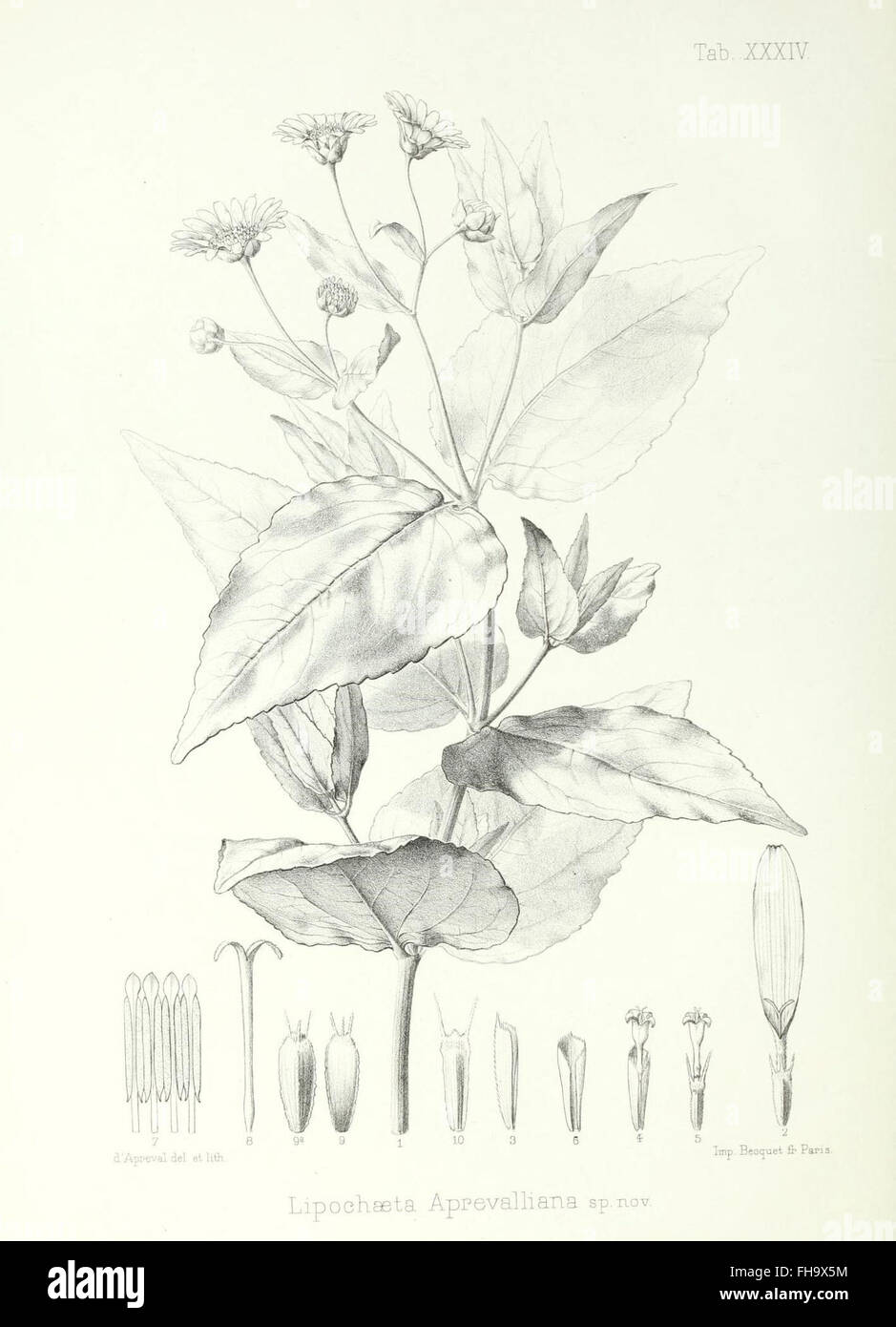 A botanical study featuring illustrations of plants from the Pacific ...