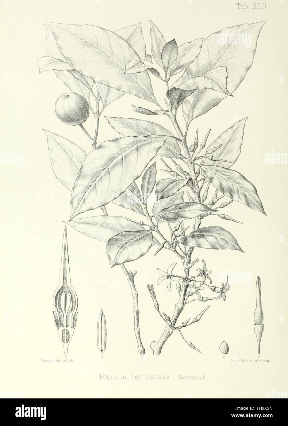 Illustrations of the flora of the Pacific Islands, documenting plant ...