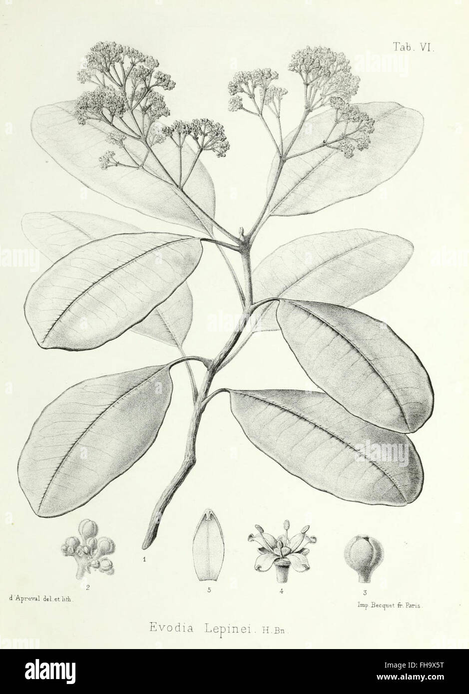 A botanical illustration collection focused on the plants of Pacific ...