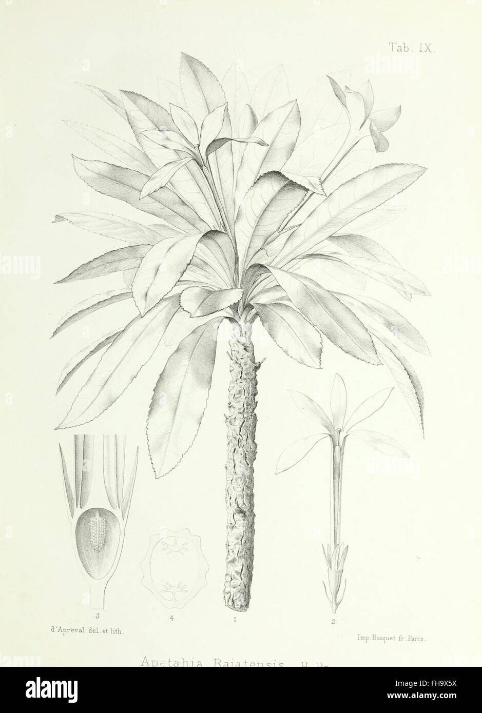 Illustrations of the flora of the Pacific Islands, Harvard University ...