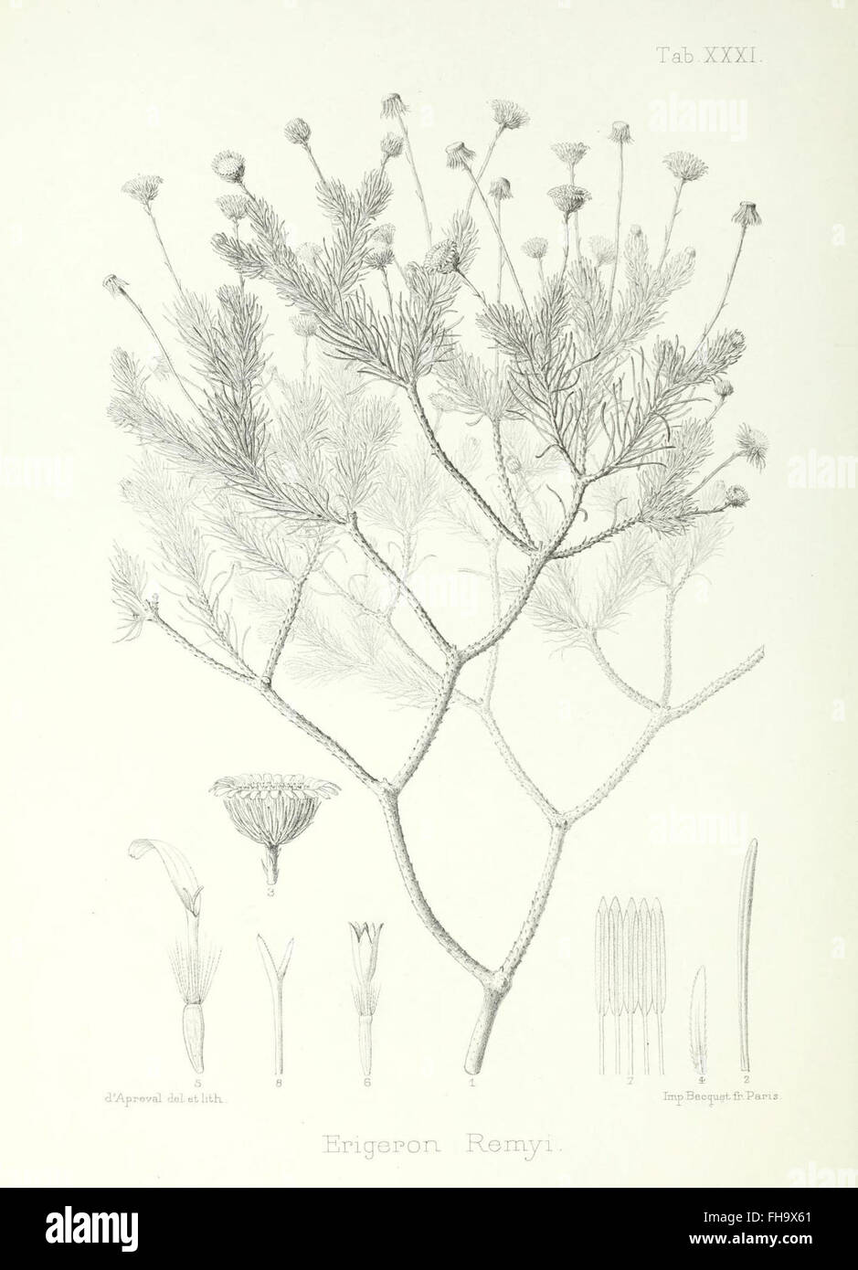 This work features illustrations of the Pacific Islands’ flora, with a ...