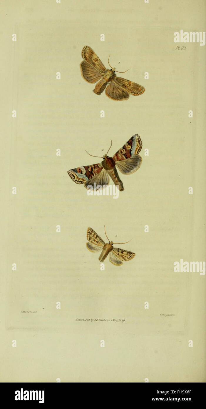 Illustrations of British entomology, Great Britain, Smithsonian ...