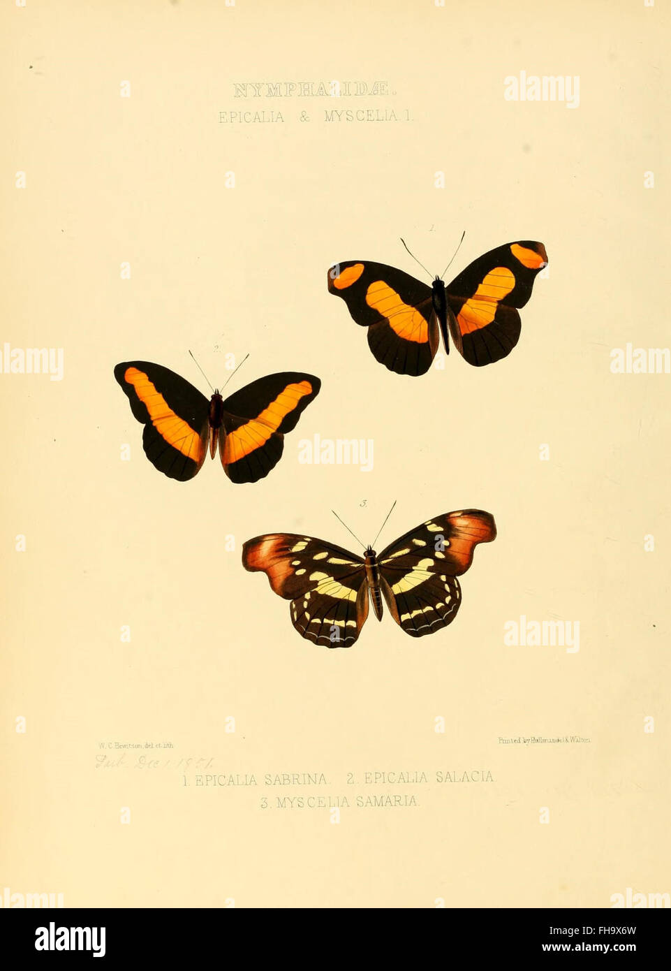 Butterflies lepidoptera speciation pictorial hi-res stock photography ...