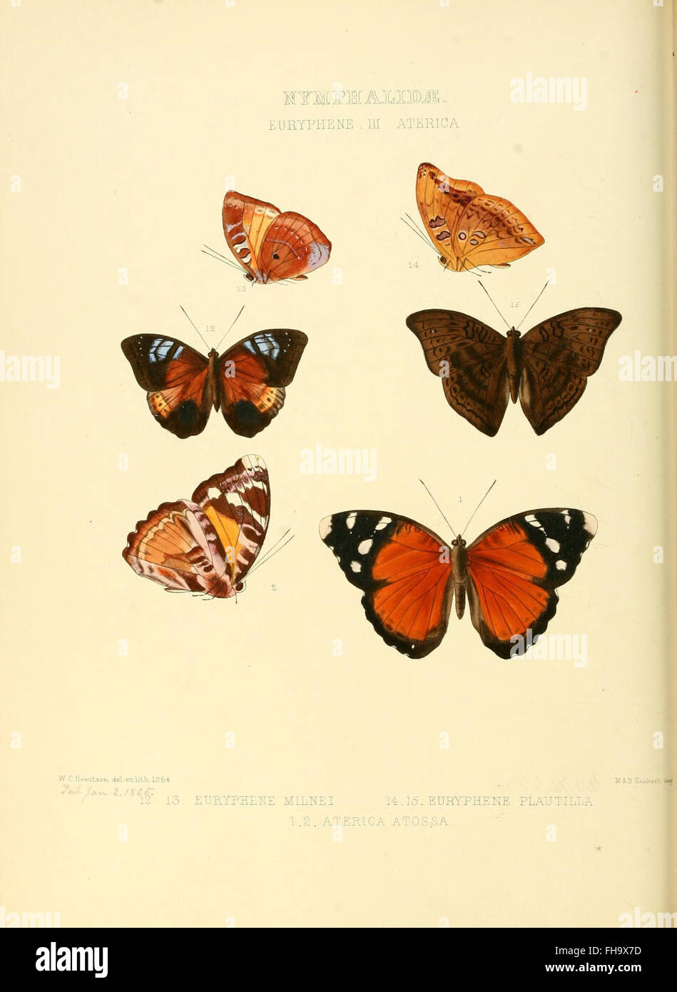 A work showcasing newly discovered species of exotic butterflies, with ...