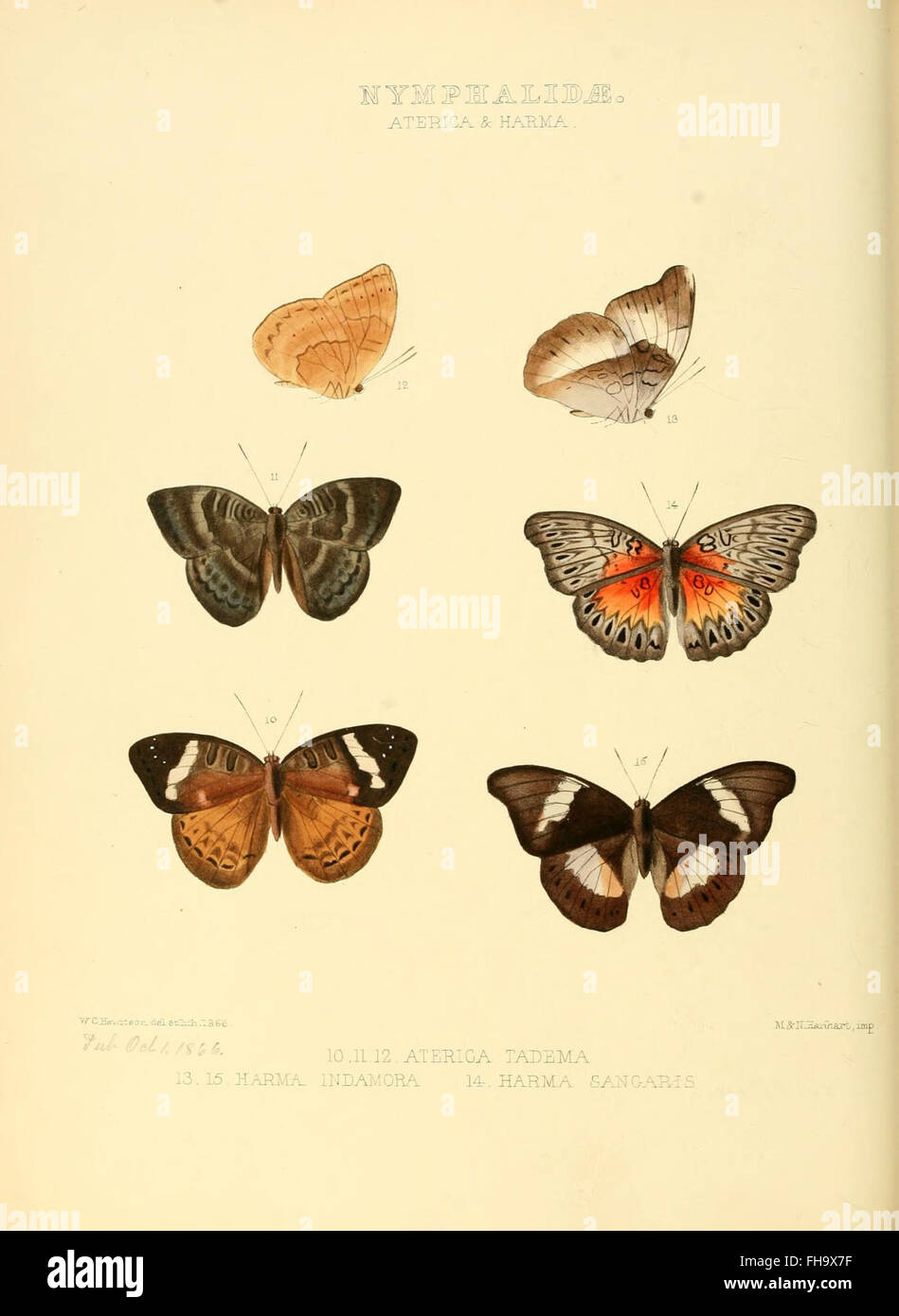 Illustrations of new species of exotic butterflies, Butterflies ...