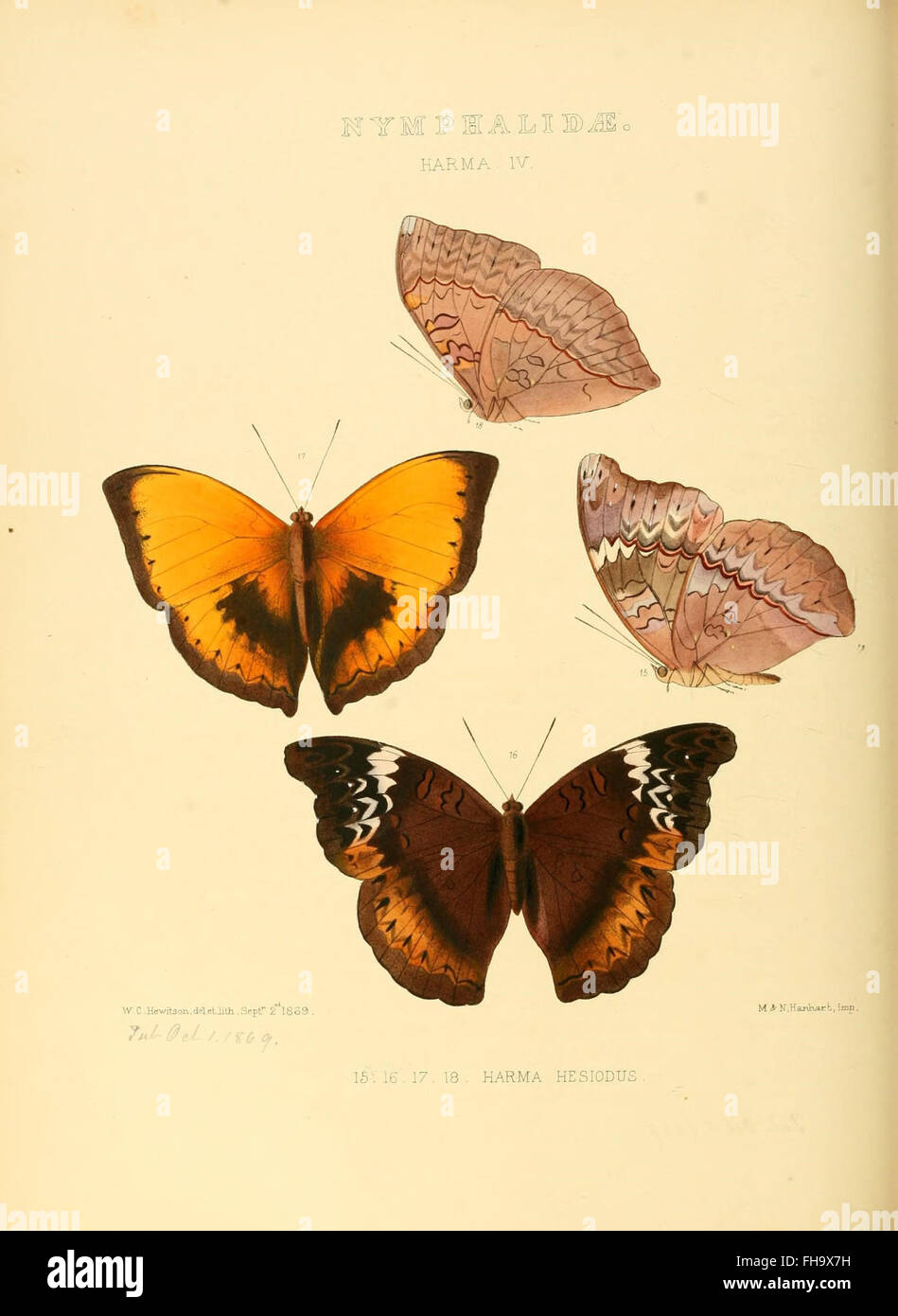 A pictorial work documenting newly discovered exotic butterfly species ...