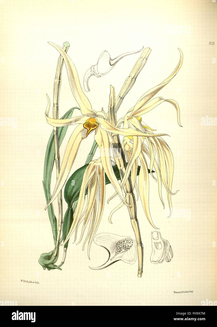 A botanical study from the Missouri Botanical Garden’s Peter H. Raven ...