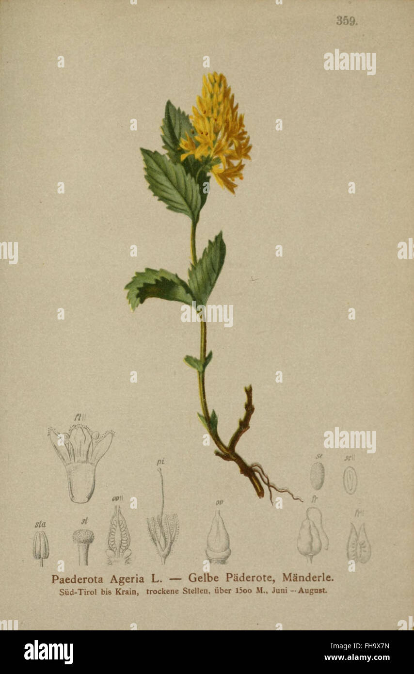 Alps, Atlases, Mertz Library, The New York Botanical Garden, Mountain ...