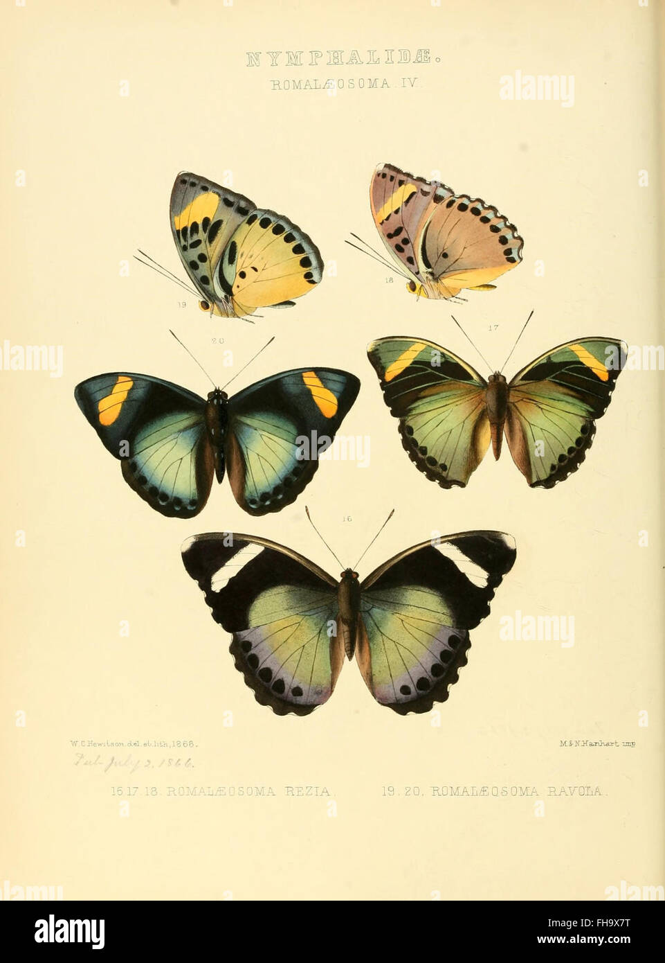 Butterflies lepidoptera speciation pictorial hi-res stock photography ...