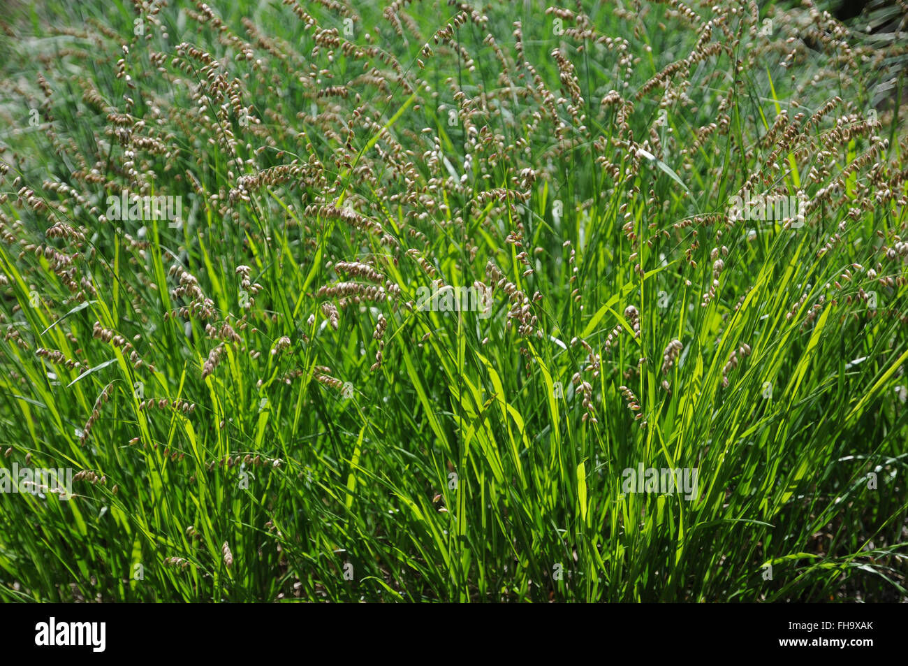 Melic Grass High Resolution Stock Photography and Images - Alamy