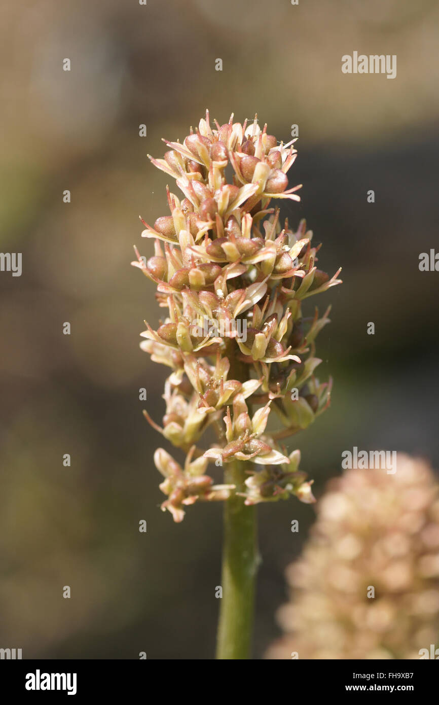 Helonias bullatus hi-res stock photography and images - Alamy