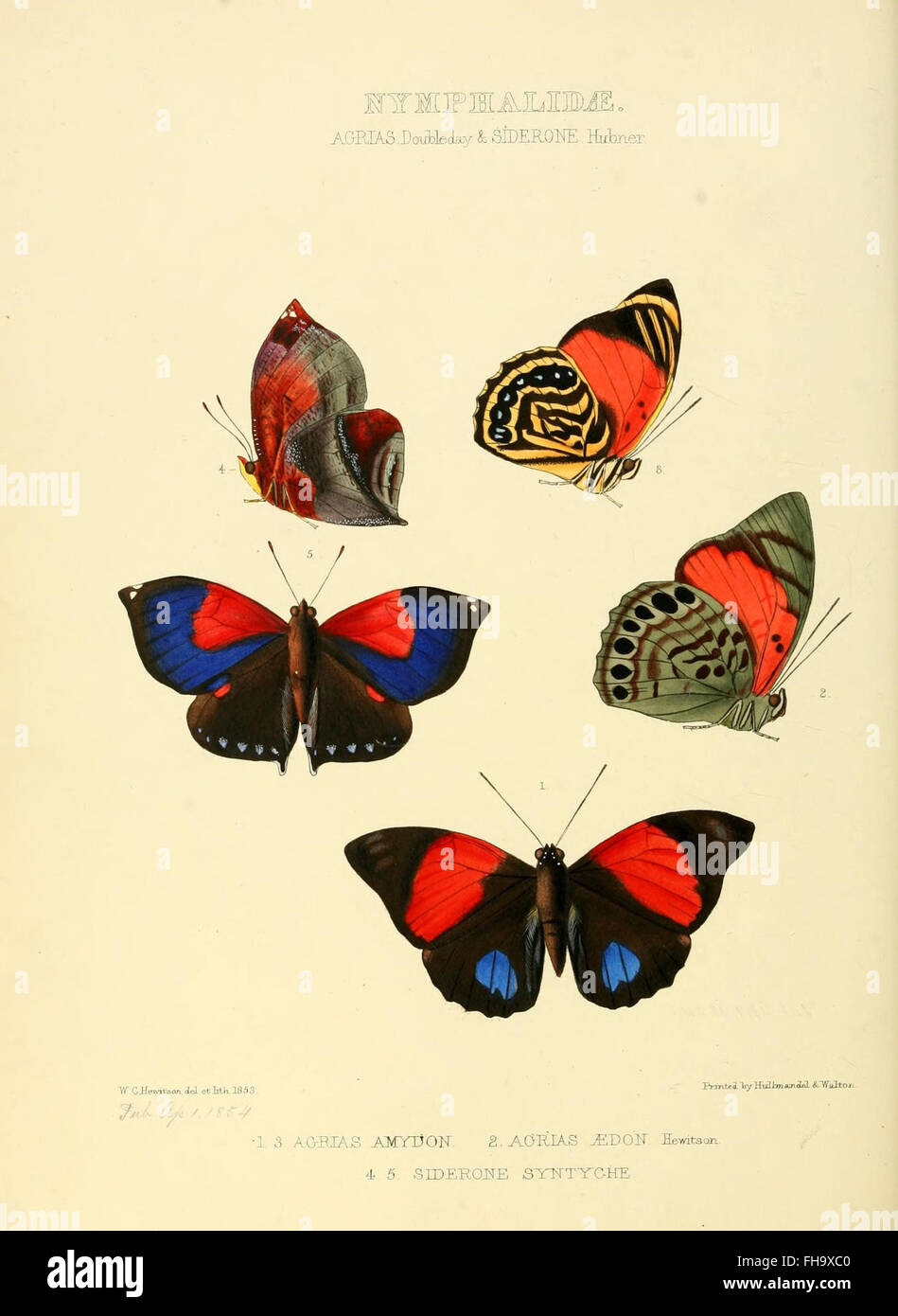 Illustrations of New Species of Exotic Butterflies, Butterflies ...