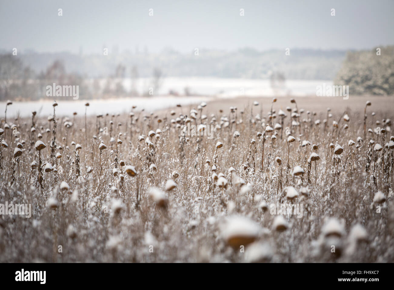 Frozen sunflower field hi-res stock photography and images - Alamy