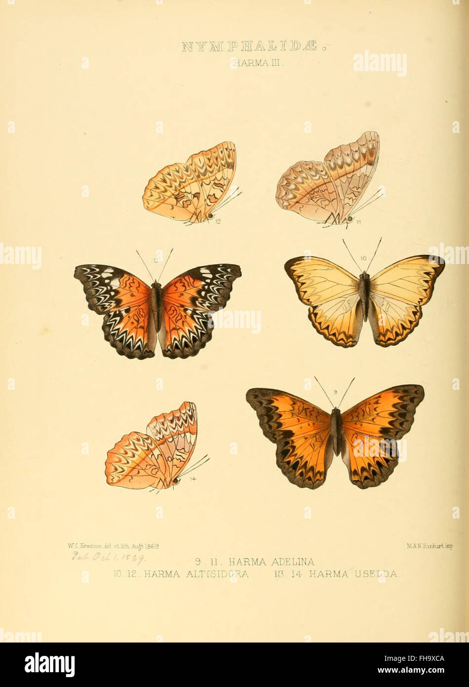 A collection of illustrations documenting new species of exotic ...